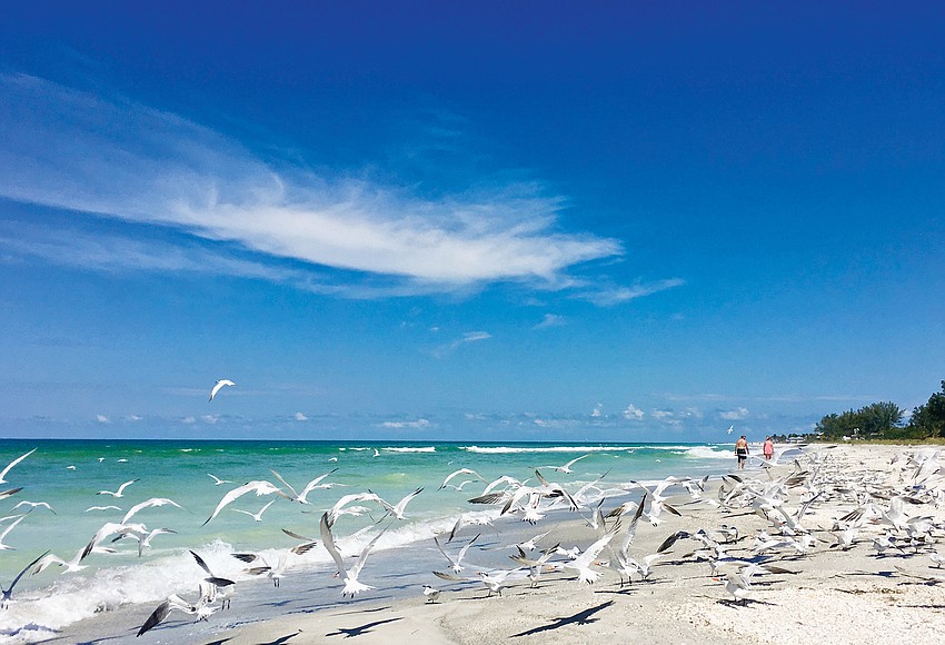 Longboat Key weather page photo: August 17 | Your Observer