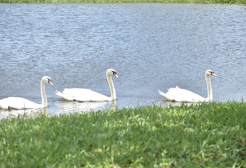 Longboat Key animals survive Irma | Your Observer