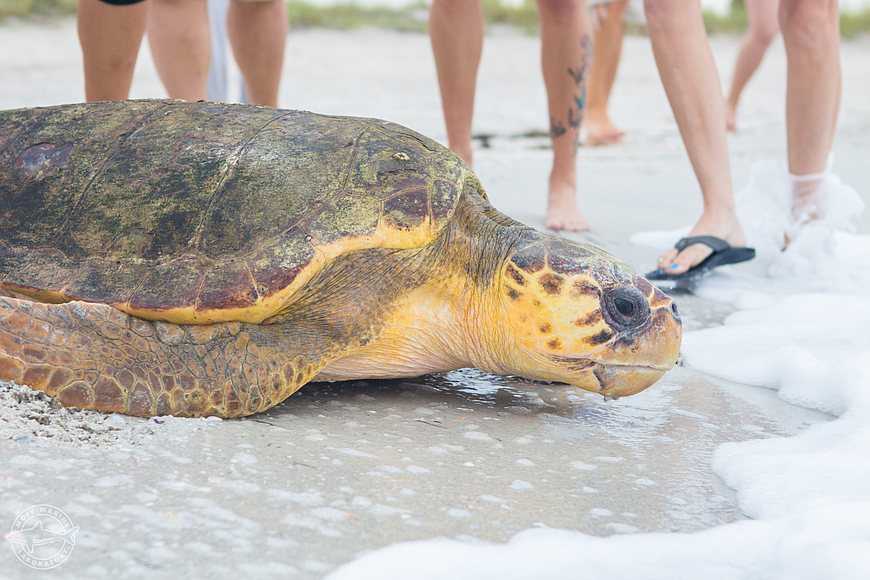Turtle tally takes slight downward turn, but stays strong | Your Observer