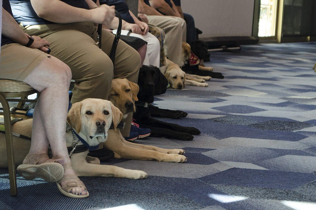 Growing pup: Guide dogs and handlers graduate from training | Your Observer