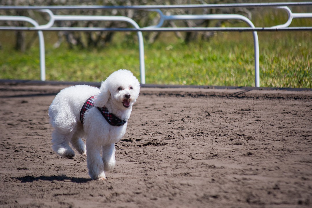 A dog day afternoon at the Mutt Derby | Your Observer