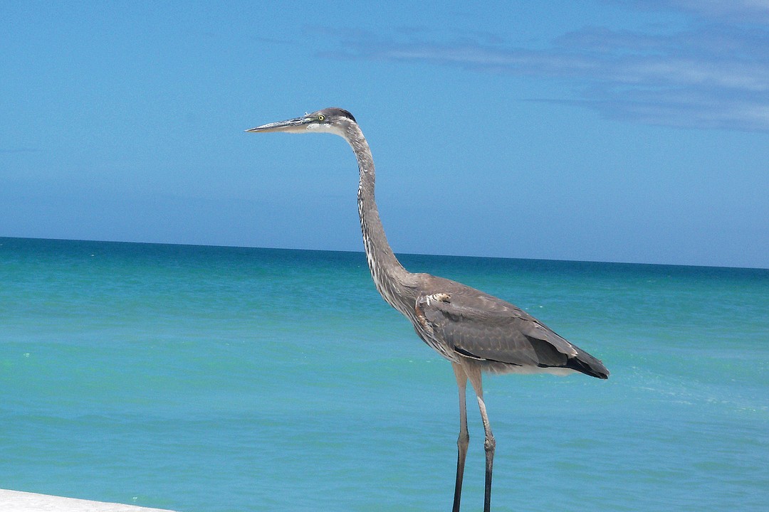 Longboat Key weather page photo: June 21 | Your Observer
