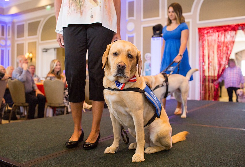 Your Observer | Photo - Levi, a Southeastern Guide Dog ambassador ...