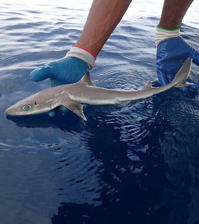 Shark species named after Mote founder | Your Observer