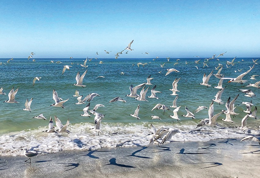 Longboat Key weather page photo: Oct. 25 | Your Observer