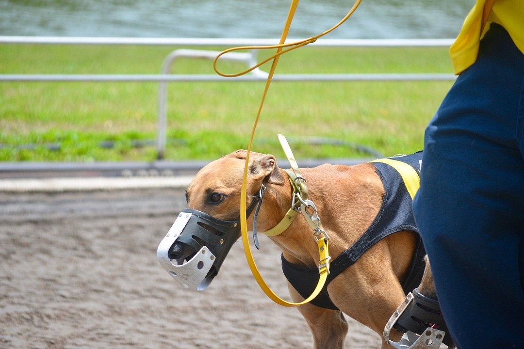 Sarasota Kennel Club sees final day of live greyhound racing | Your ...