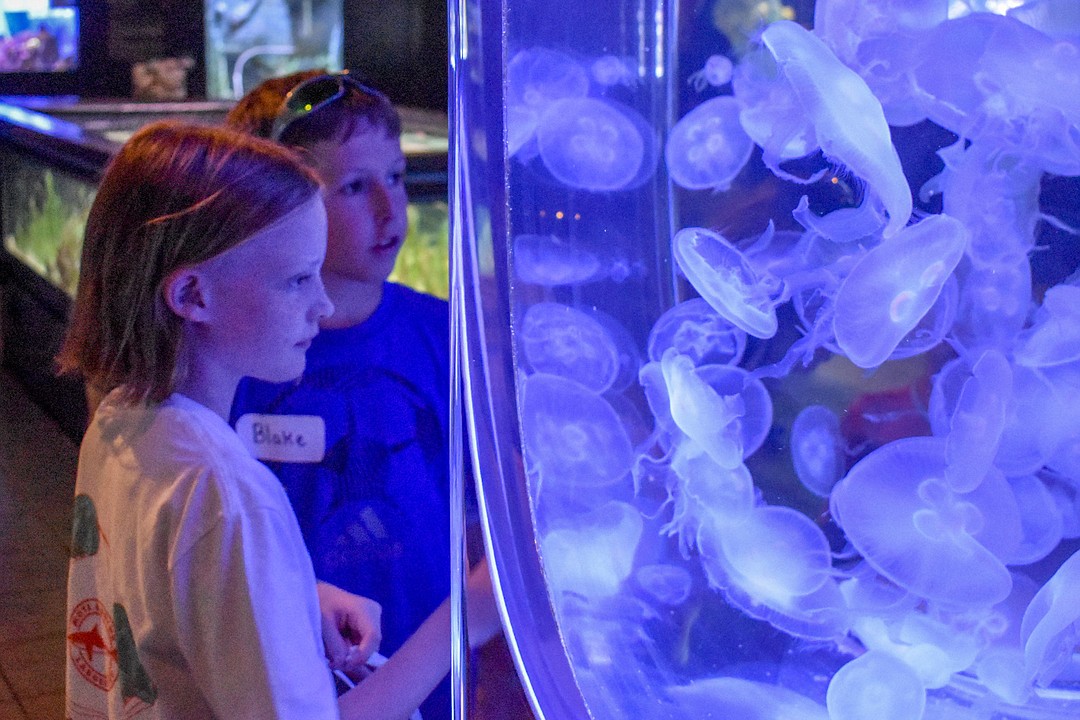 Kids learn about marine life at ocean-themed camps | Your Observer