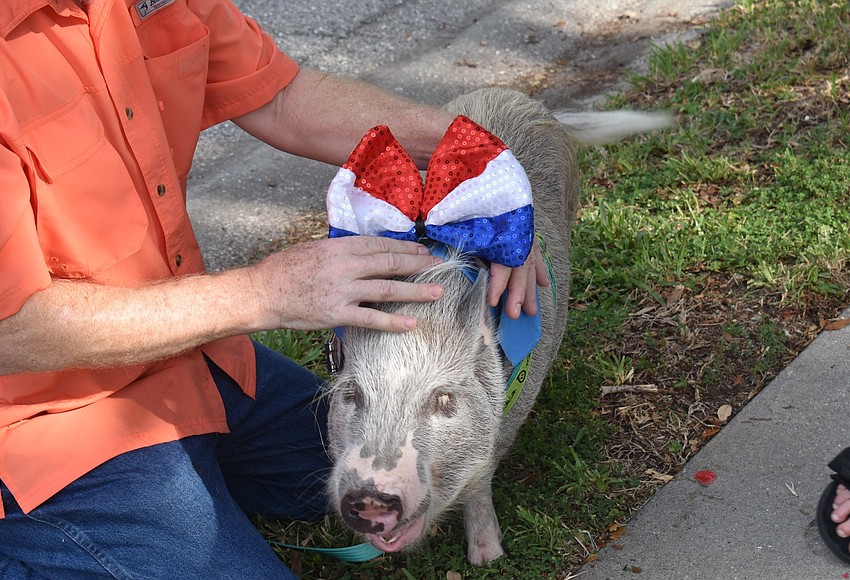 Your Observer | Photo - Though he's not a dog, Willy the pig got in on ...