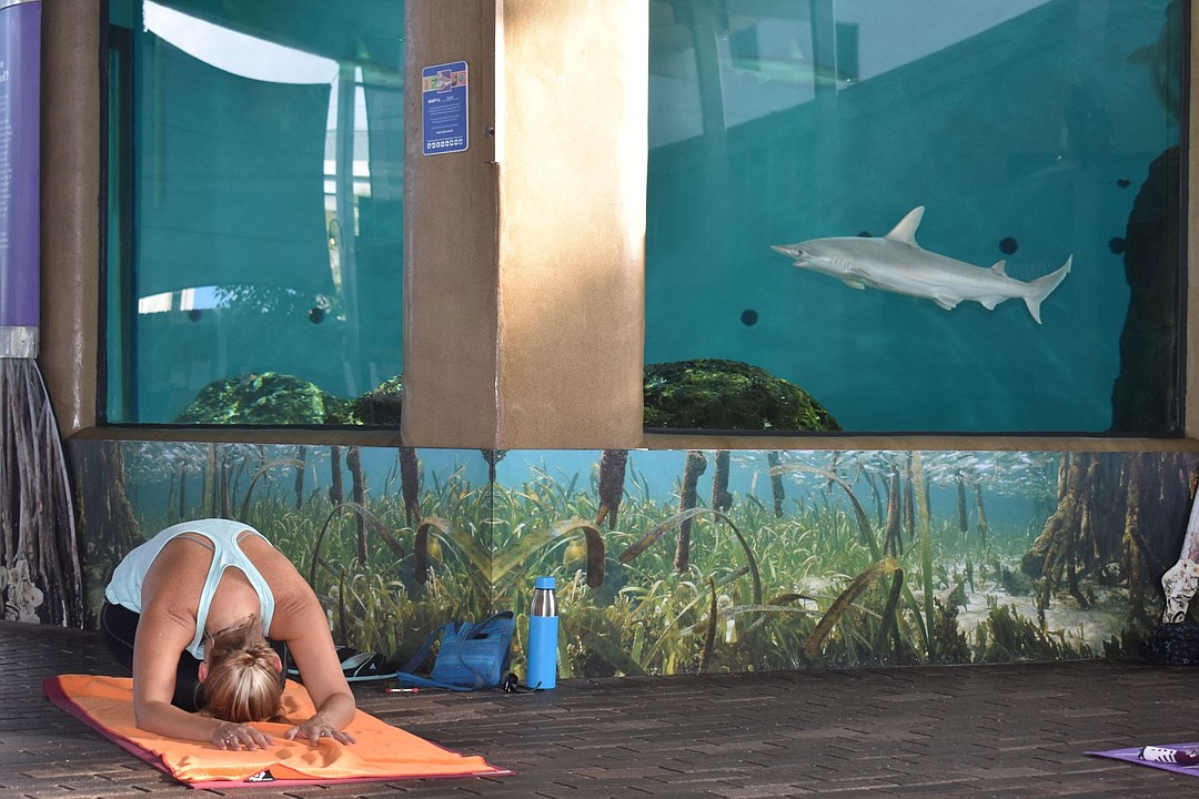 Yoga with the Sharks makes for a relaxing, oceanic morning | Your Observer