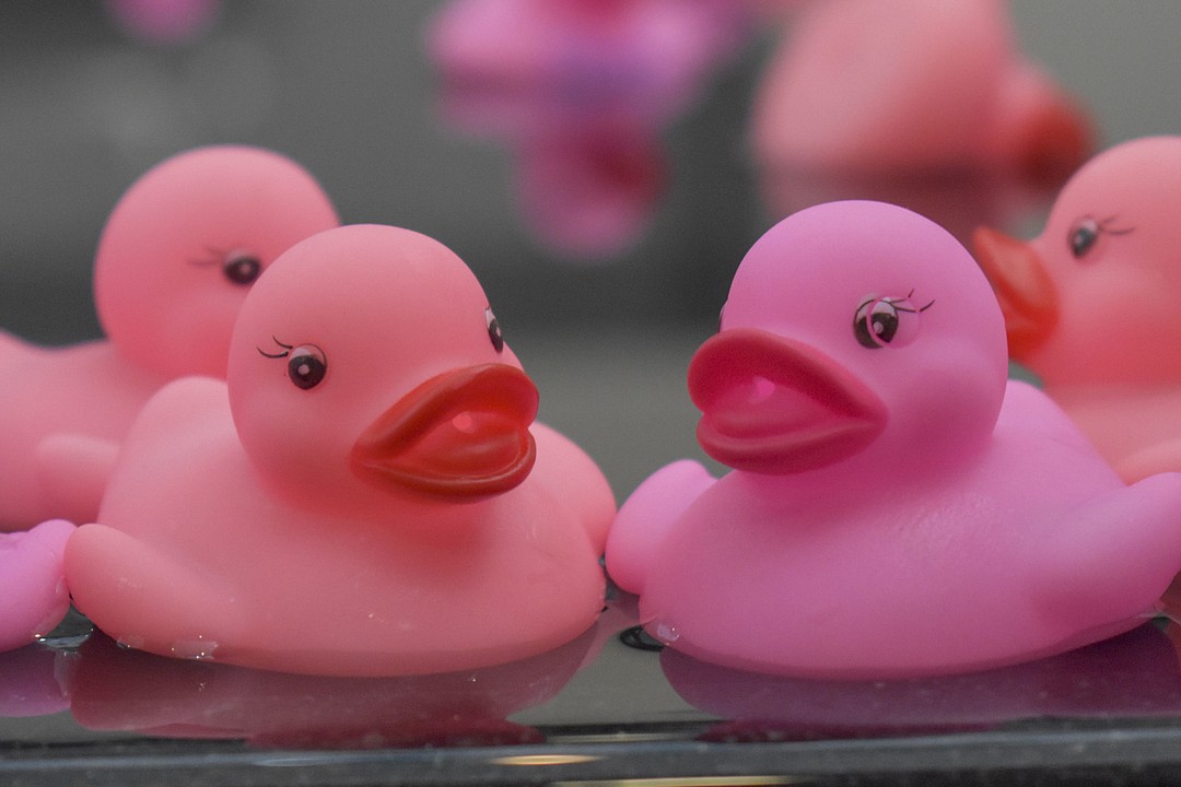 Pink ducks float with hope | Your Observer