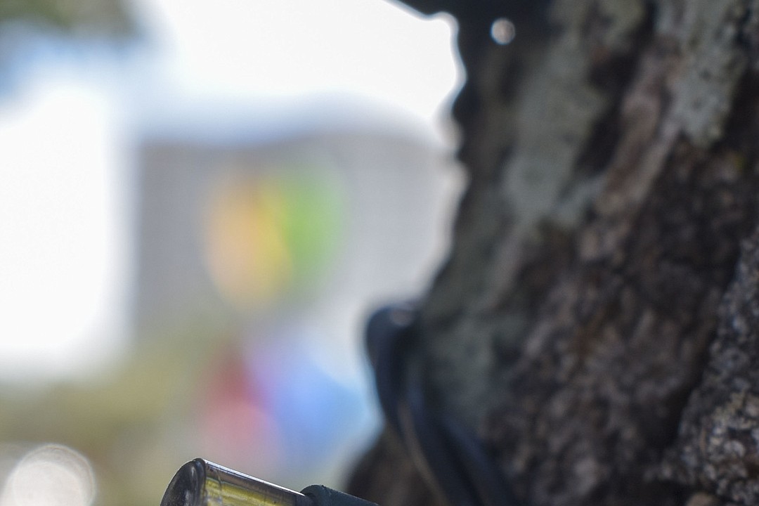 Out on a limb with lights | Your Observer