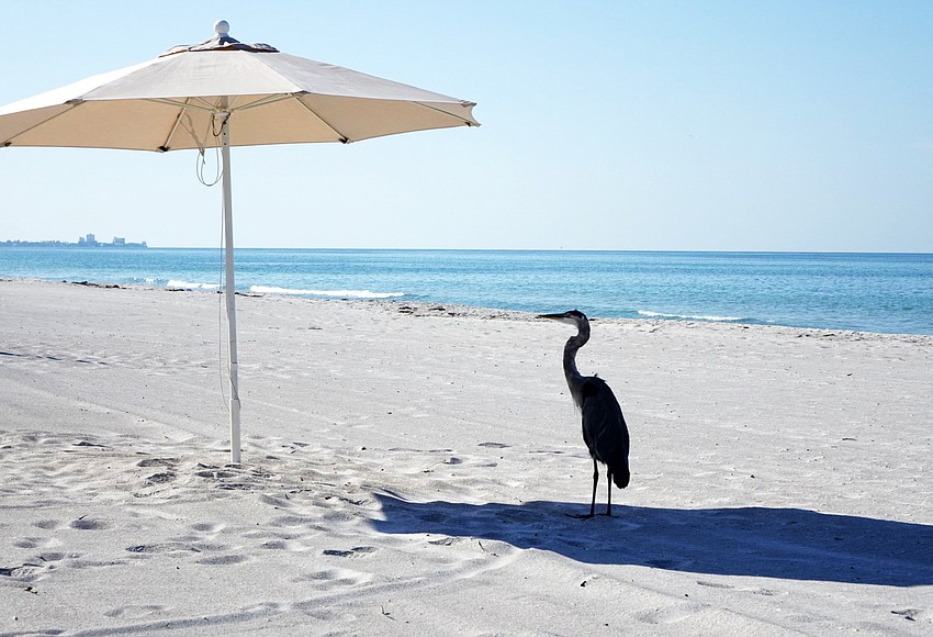 Longboat Key weather page photo: November 21 | Your Observer