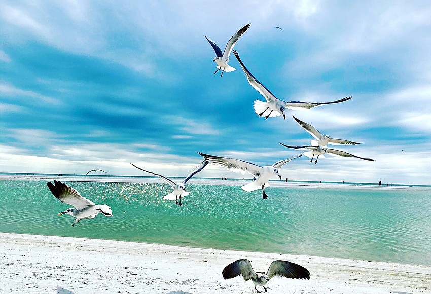 Longboat Key weather page photo: January 16 | Your Observer