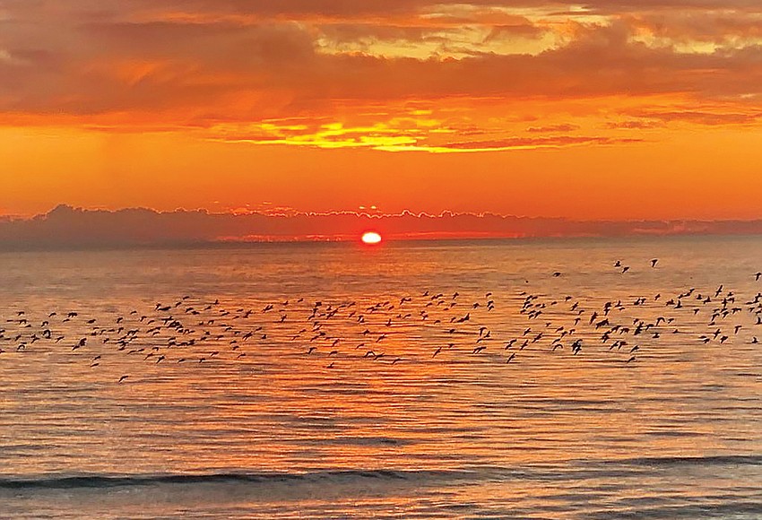 Longboat Key weather page photo: January 30 | Your Observer