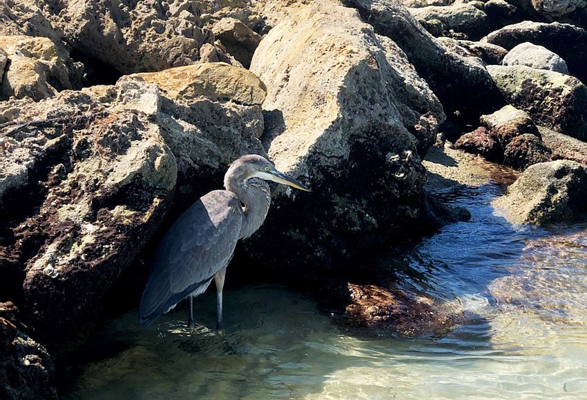 Longboat Key weather page photo: February 6 | Your Observer