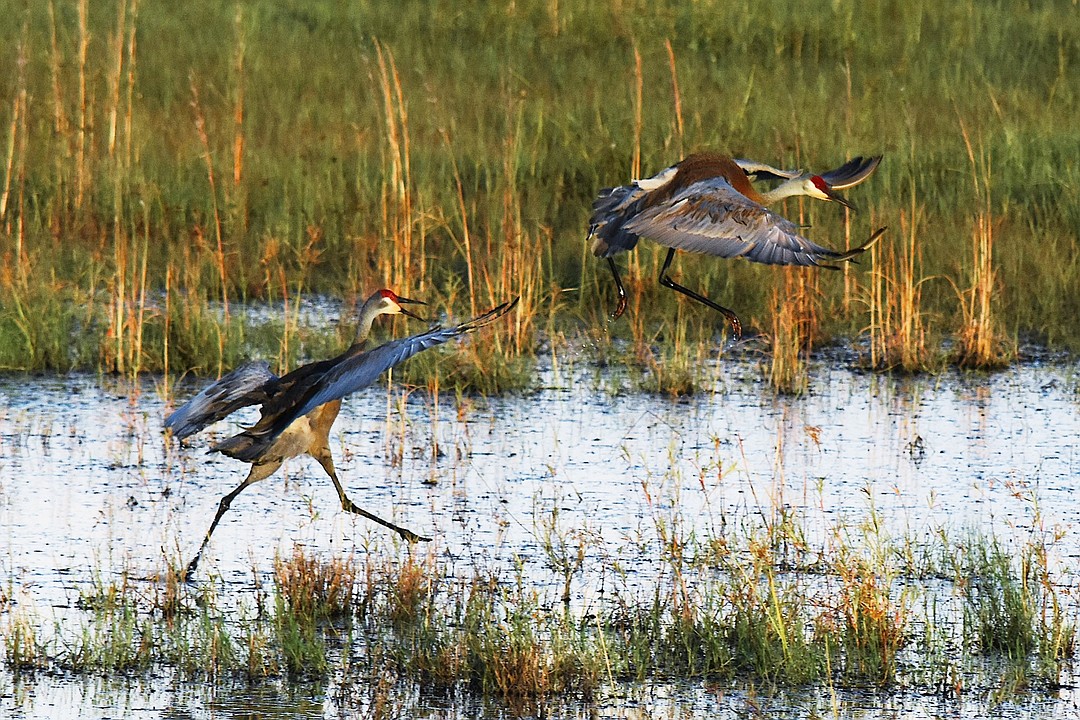 Wetland regulations set for review by Manatee County | Your Observer