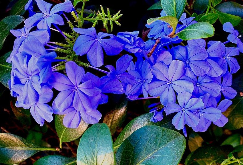 Your Observer | Photo - Beautiful Florida Flora | Jeannie Sparks