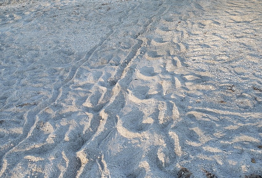 Turtle Watch volunteers find evidence of a tangled turtle | Your Observer