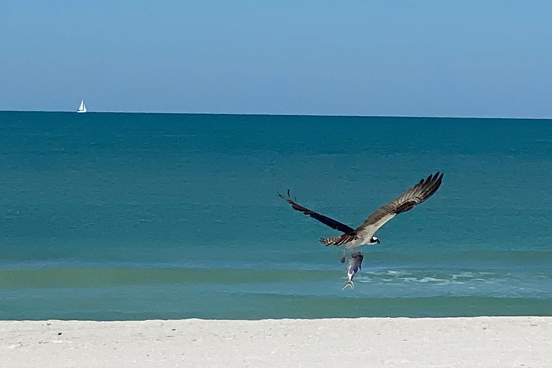 Longboat Key weather page photo: August 20 | Your Observer