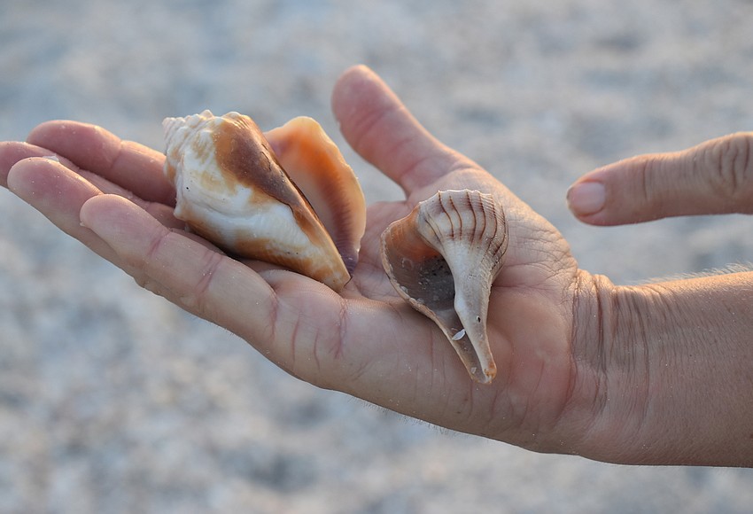 Your Observer | Photo - Usually shells open from the right, like the ...