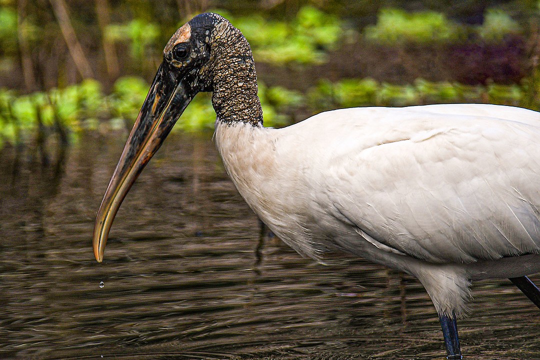Bird of the week: wood stork | Your Observer