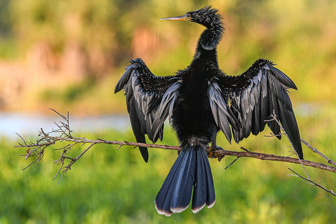 Bird of the week: Anhinga | Your Observer