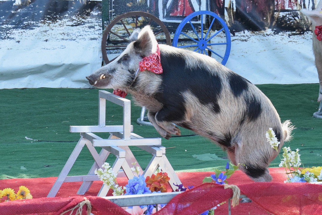 Fair offers a wild ride in Manatee County | Your Observer