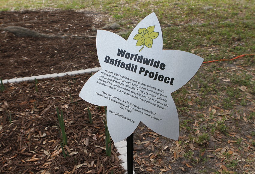 Your Observer | Photo - The Daffodil Project aims to plant 1.5 million ...
