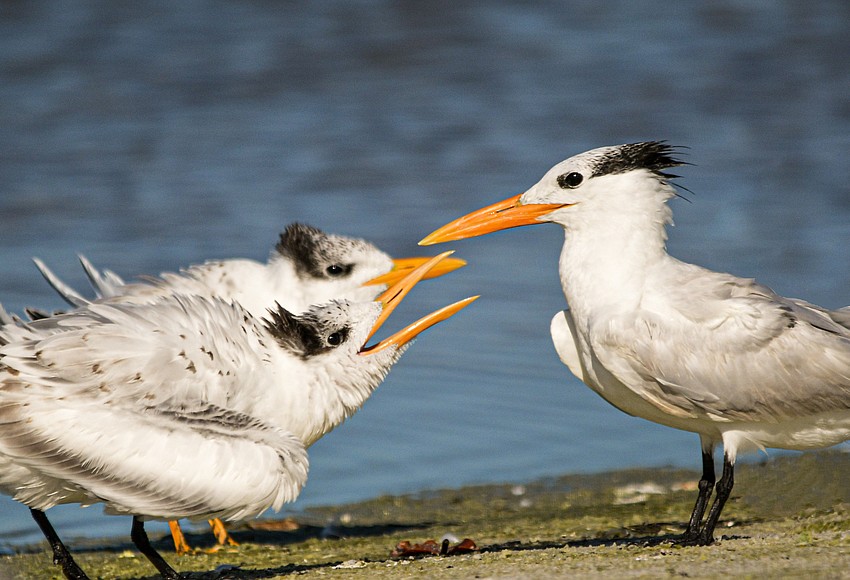 Bird of the week: Royal tern | Your Observer