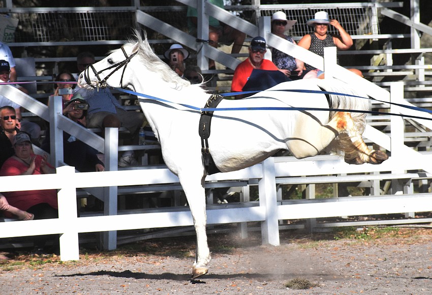 Your Observer | Photo - A Lipizzan performs a capriole, which is the ...
