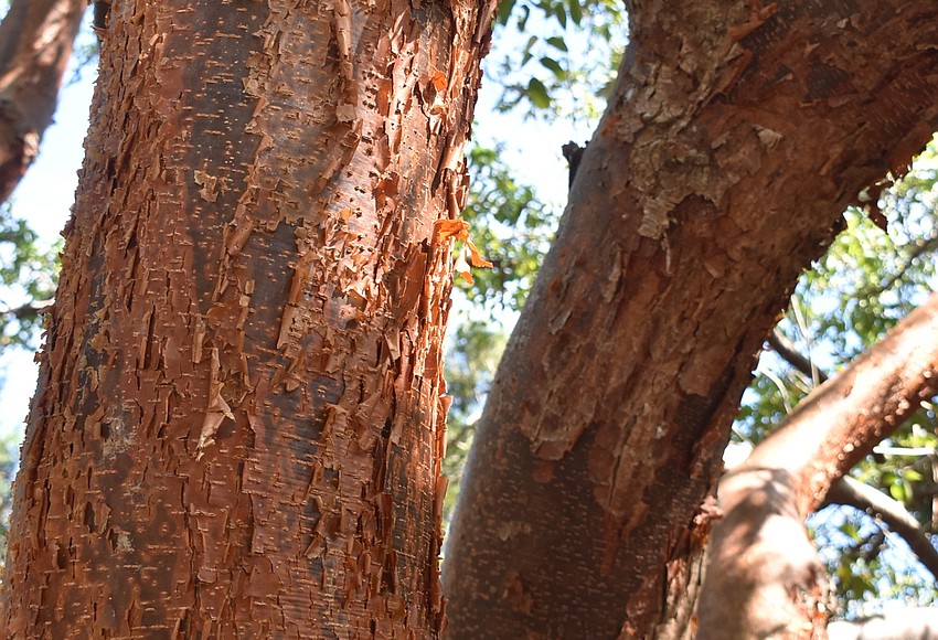 A tree species with a-peel | Your Observer