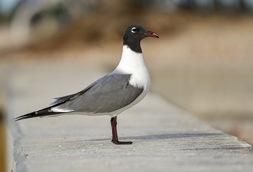 Bird of the Week: Laughing gull | Your Observer