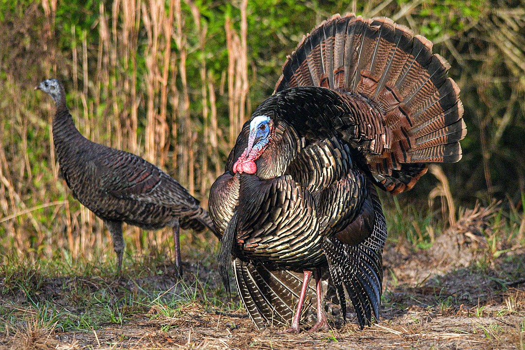 Bird of the week: Wild turkey | Your Observer