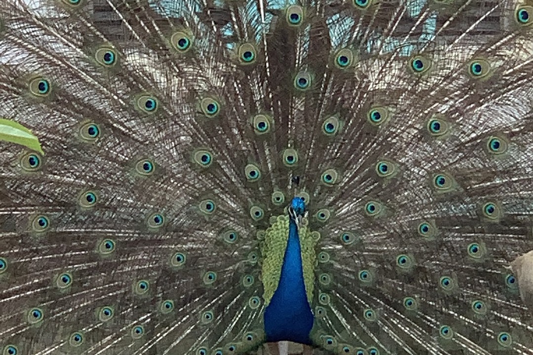 Ruffled feathers | Your Observer