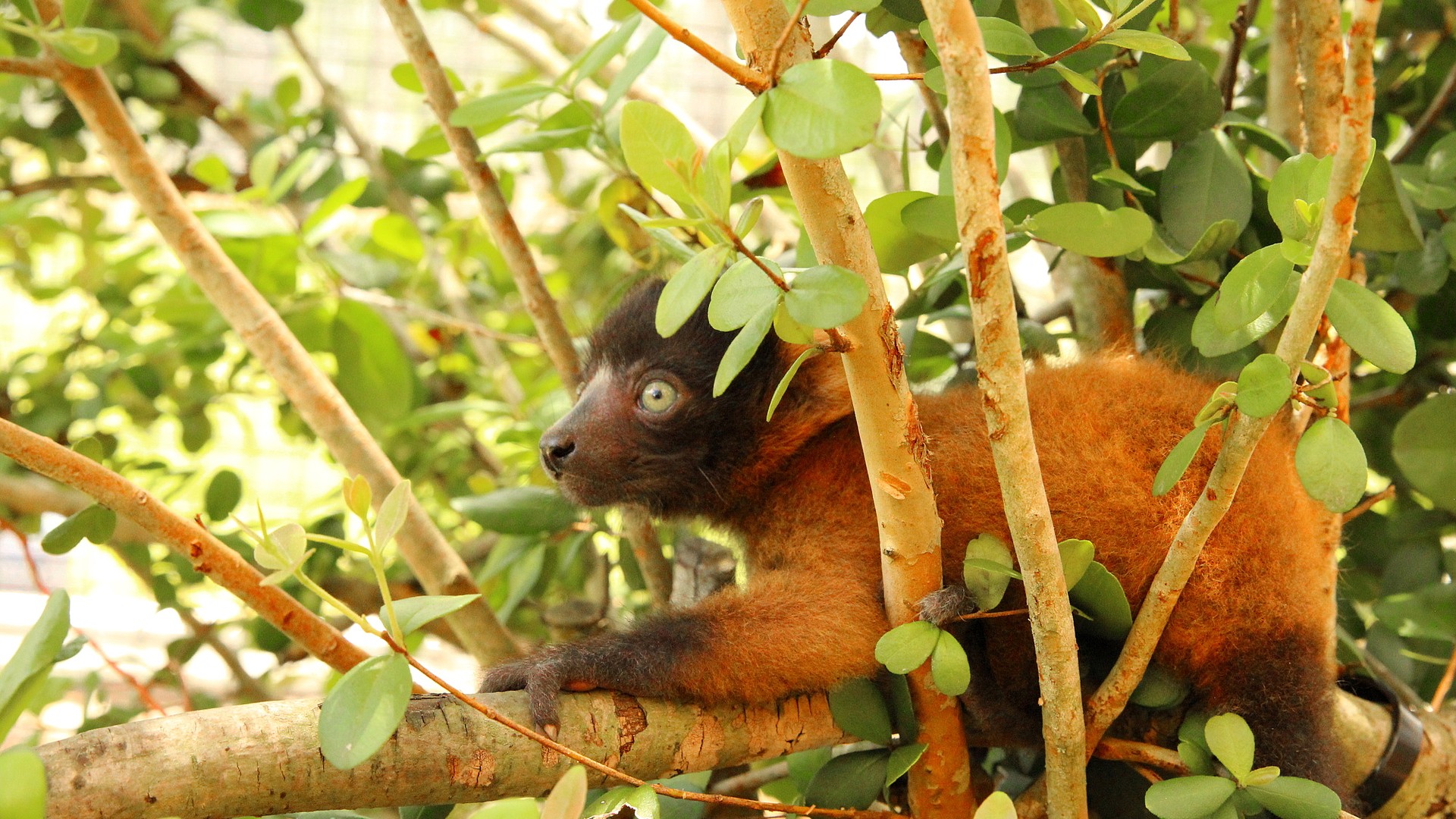 New lemur babies born at Myakka foundation | Your Observer