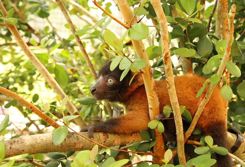 Your Observer | Photo - The red-ruffed lemur babies are already ...