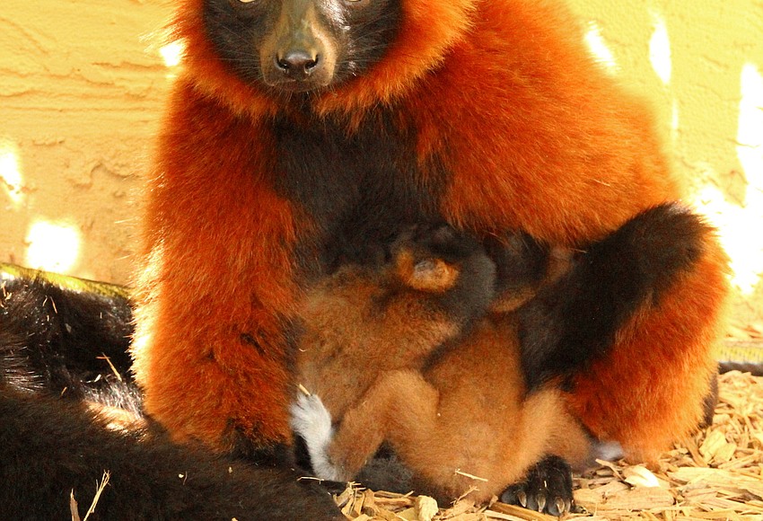 Your Observer | Photo - The red-ruffed lemur mother, Zazabe ...