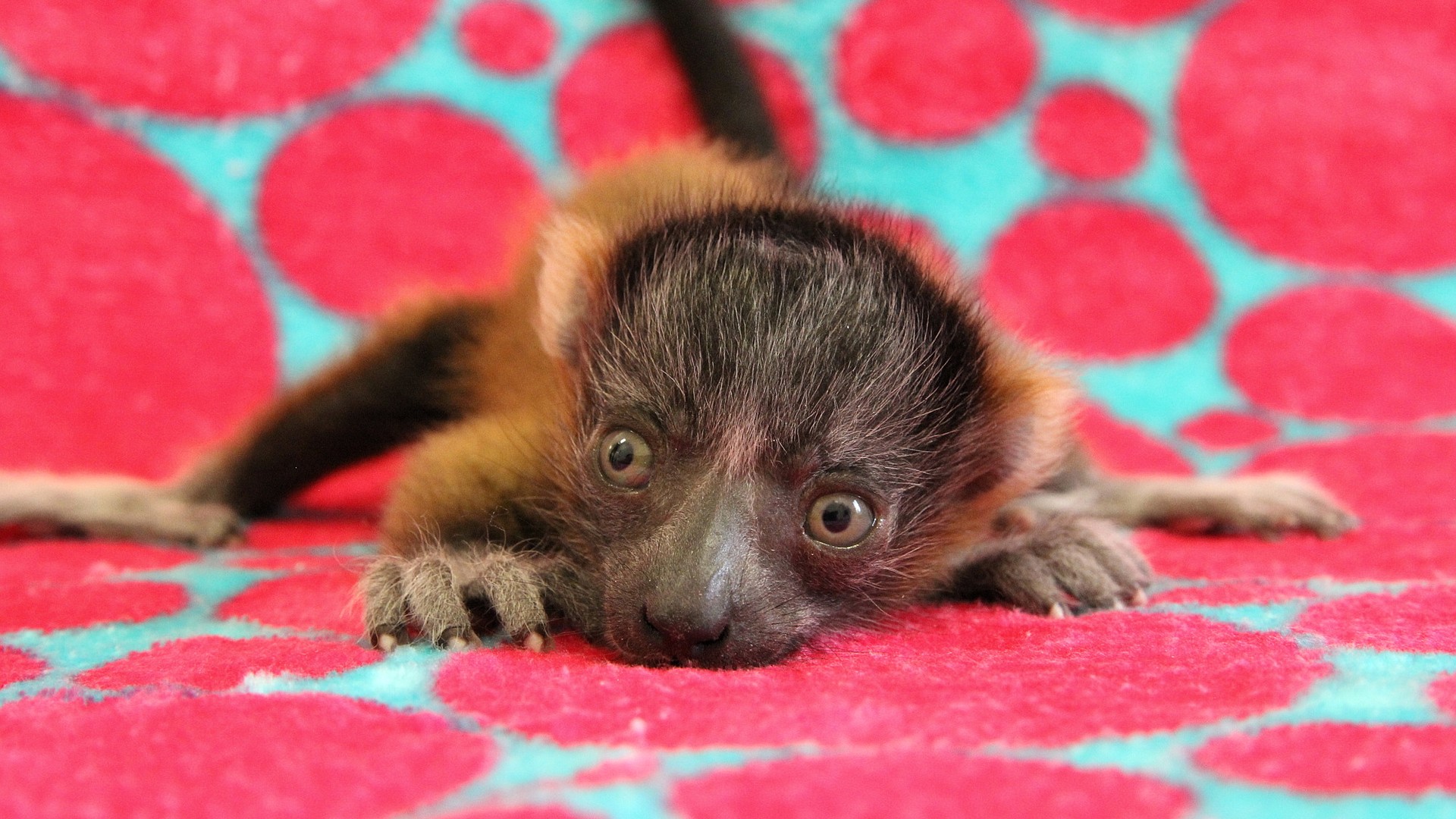 New lemur babies born at Myakka foundation | Your Observer