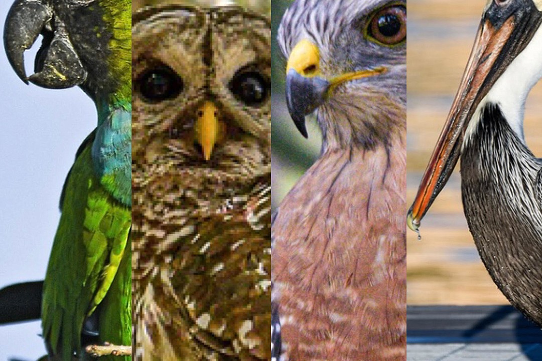 Meet the Birds of the Week | Your Observer