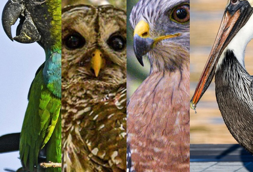 Meet the Birds of the Week | Your Observer