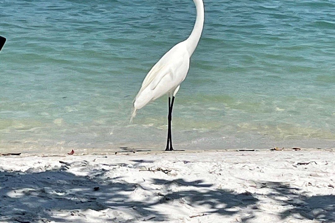 Longboat Key weather page photo: July 29 | Your Observer