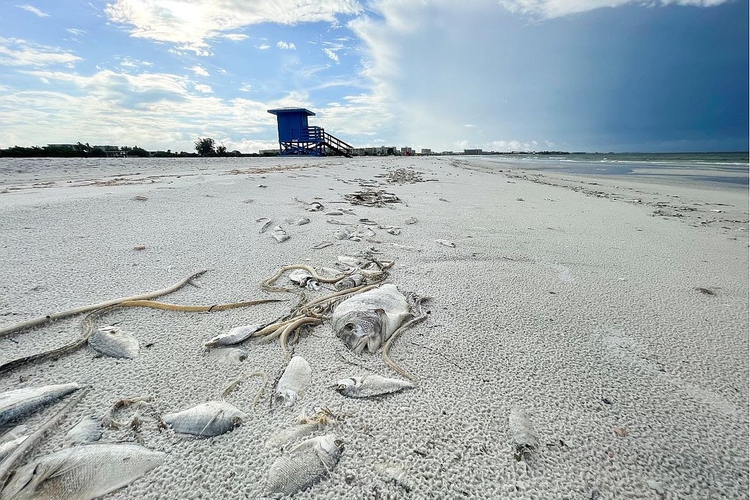 Sarasota officials coordinate red tide response | Your Observer