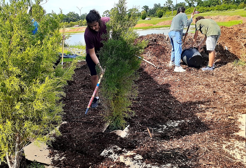 Students spend summer building microforest | Your Observer