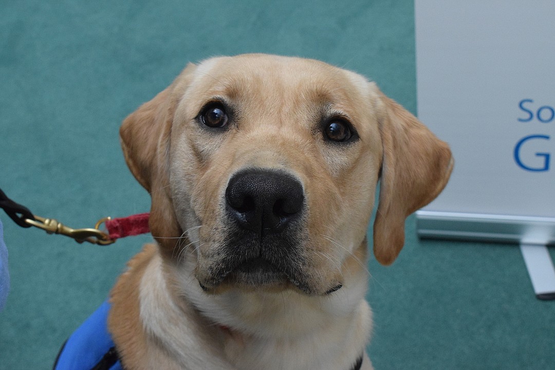 Southeastern Guide Dogs needs more puppy raisers in Lakewood Ranch ...