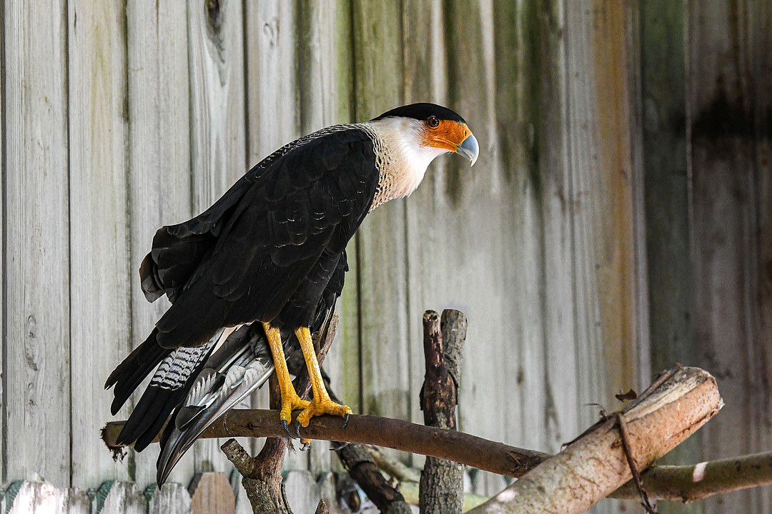 Bird of the week: Crested caracara | Your Observer
