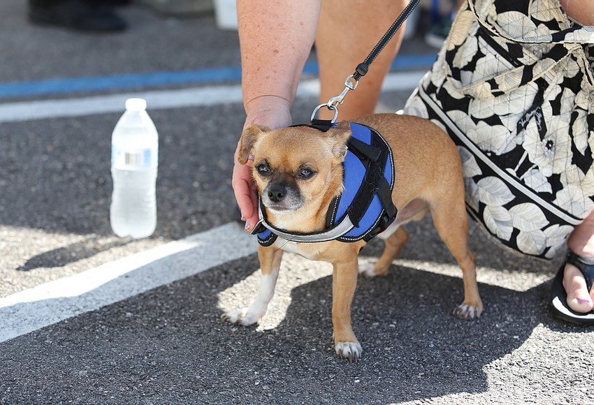 Your Observer | Photo - Choo Choo the dog prepares for a big crowd.