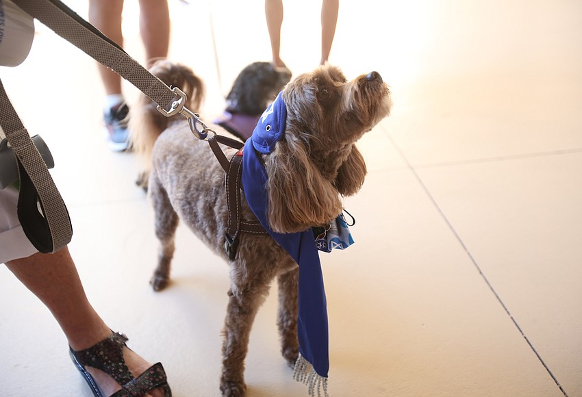 Your Observer | Photo - Chester the dog was thrilled to meet so many ...