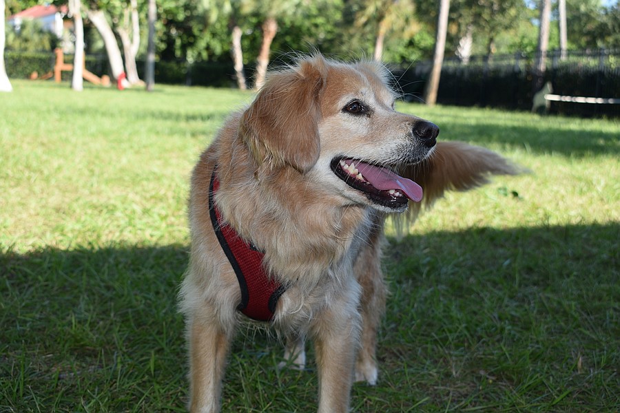 Bayfront Park's dog park reopens | Your Observer