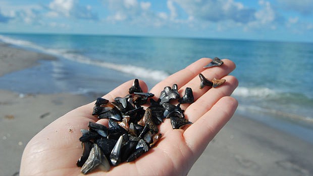 Day Trippin' — Hunting for shark teeth at Caspersen Beach | Your Observer