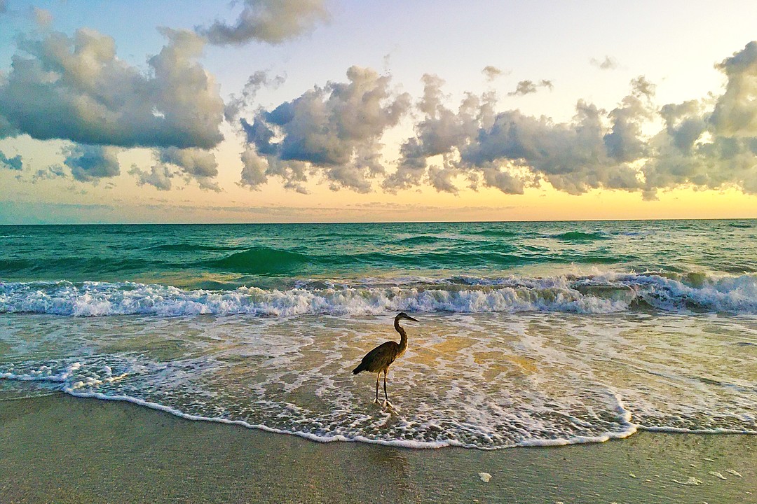 Longboat Key weather page photo: January 13 | Your Observer